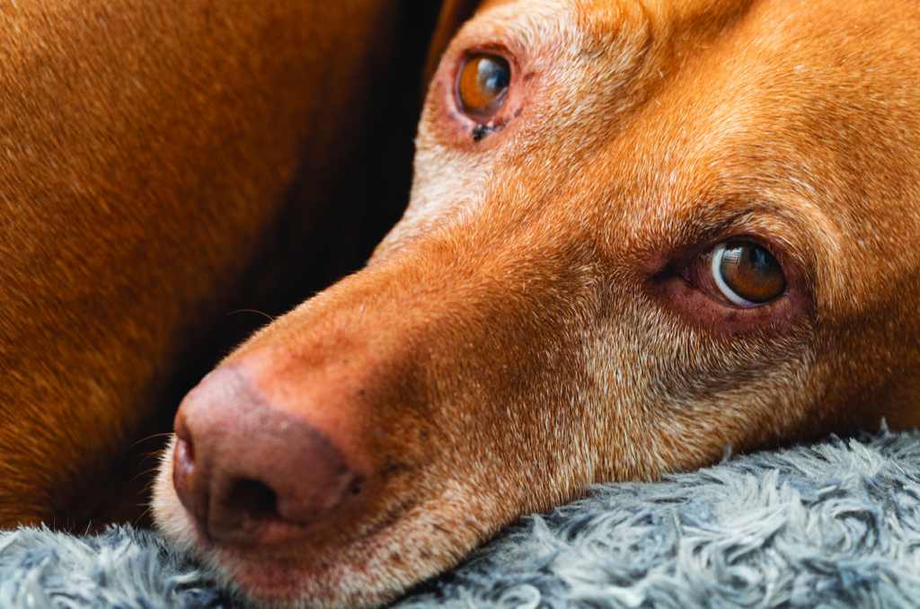 4 Sources of Pet Pain - Buffalo Healthy Living Magazine