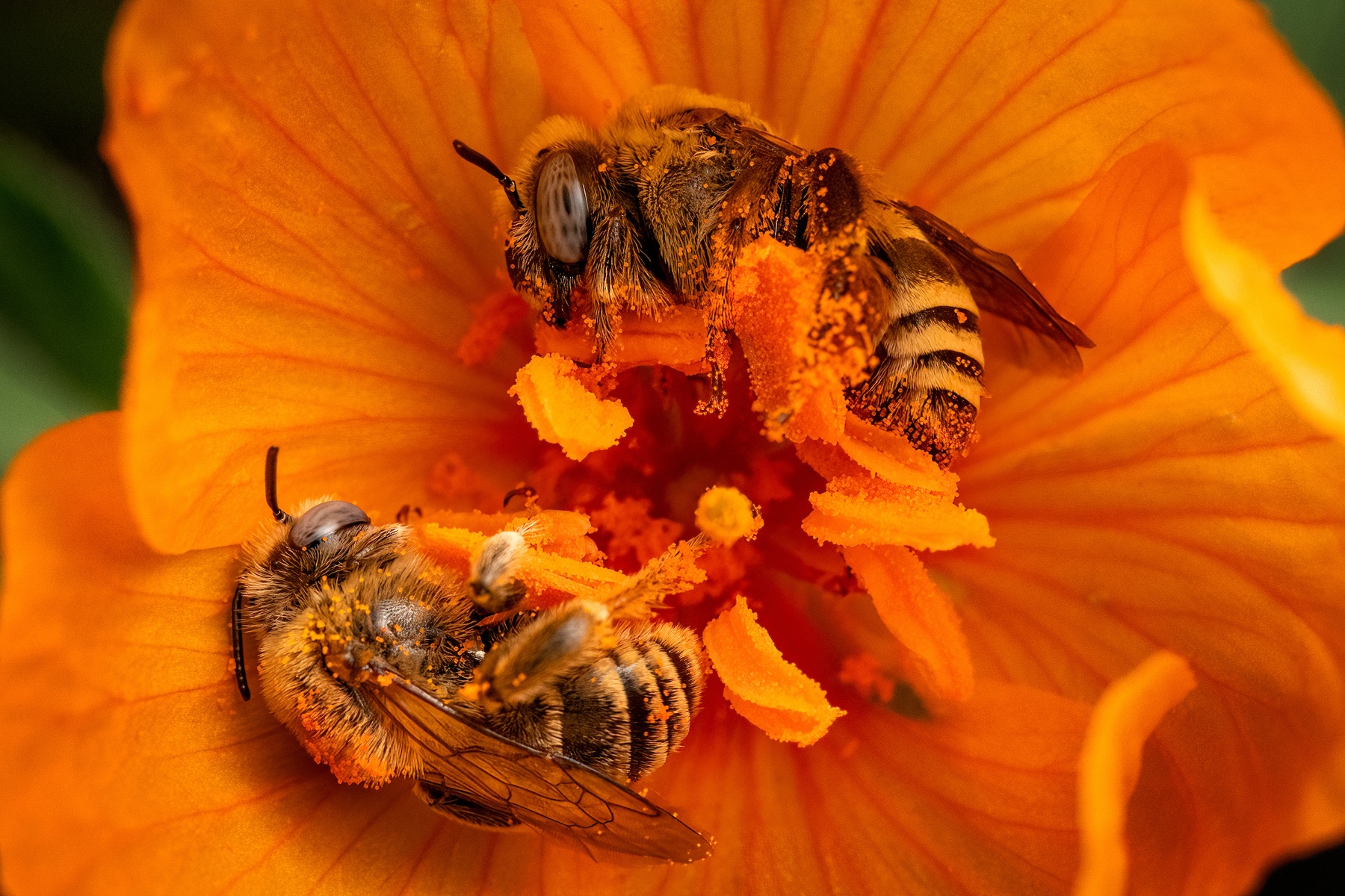 4000 Reasons to Love Bees - Buffalo Healthy Living Magazine