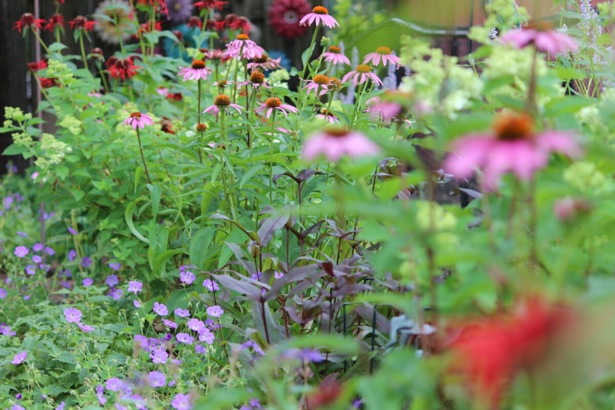 Embracing Native Plants in Landscape Design - Buffalo Healthy Living ...
