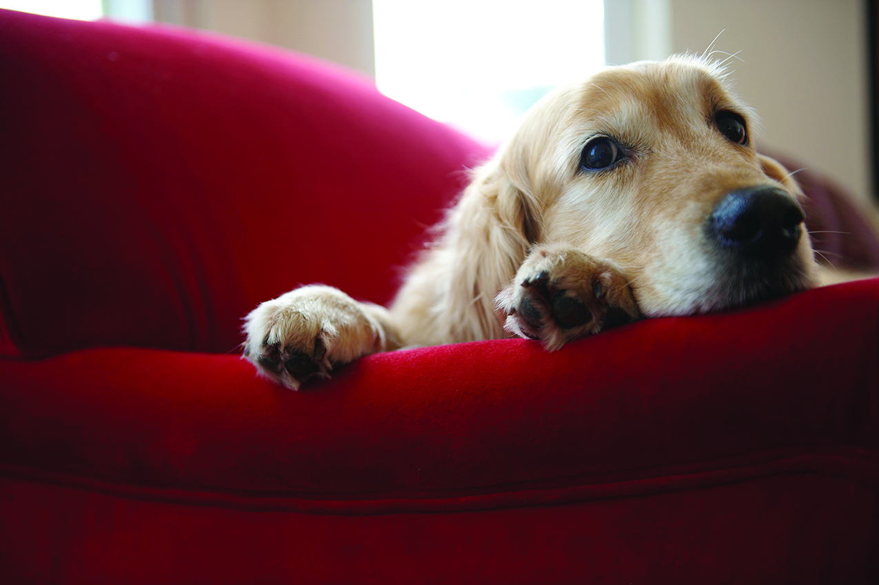 Paws Off! Practice Pet Poison Prevention - Buffalo Healthy Living Magazine