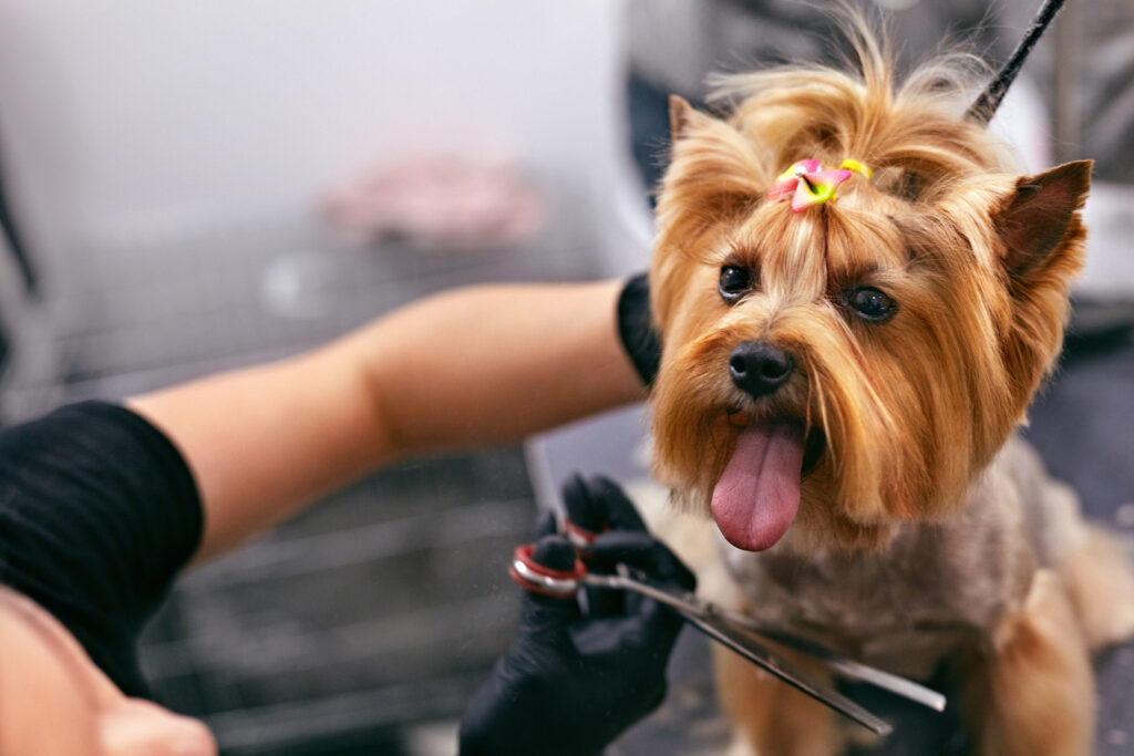 Pet Grooming Schedule - Buffalo Healthy Living Magazine