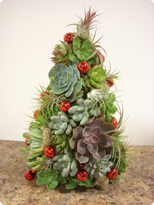 Succulent Tree - Buffalo Healthy Living Magazine
