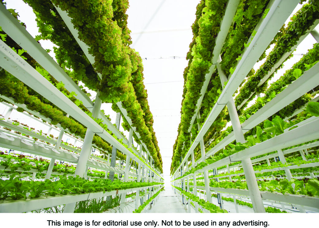 The Basics of Vertical Farming - Buffalo Healthy Living Magazine