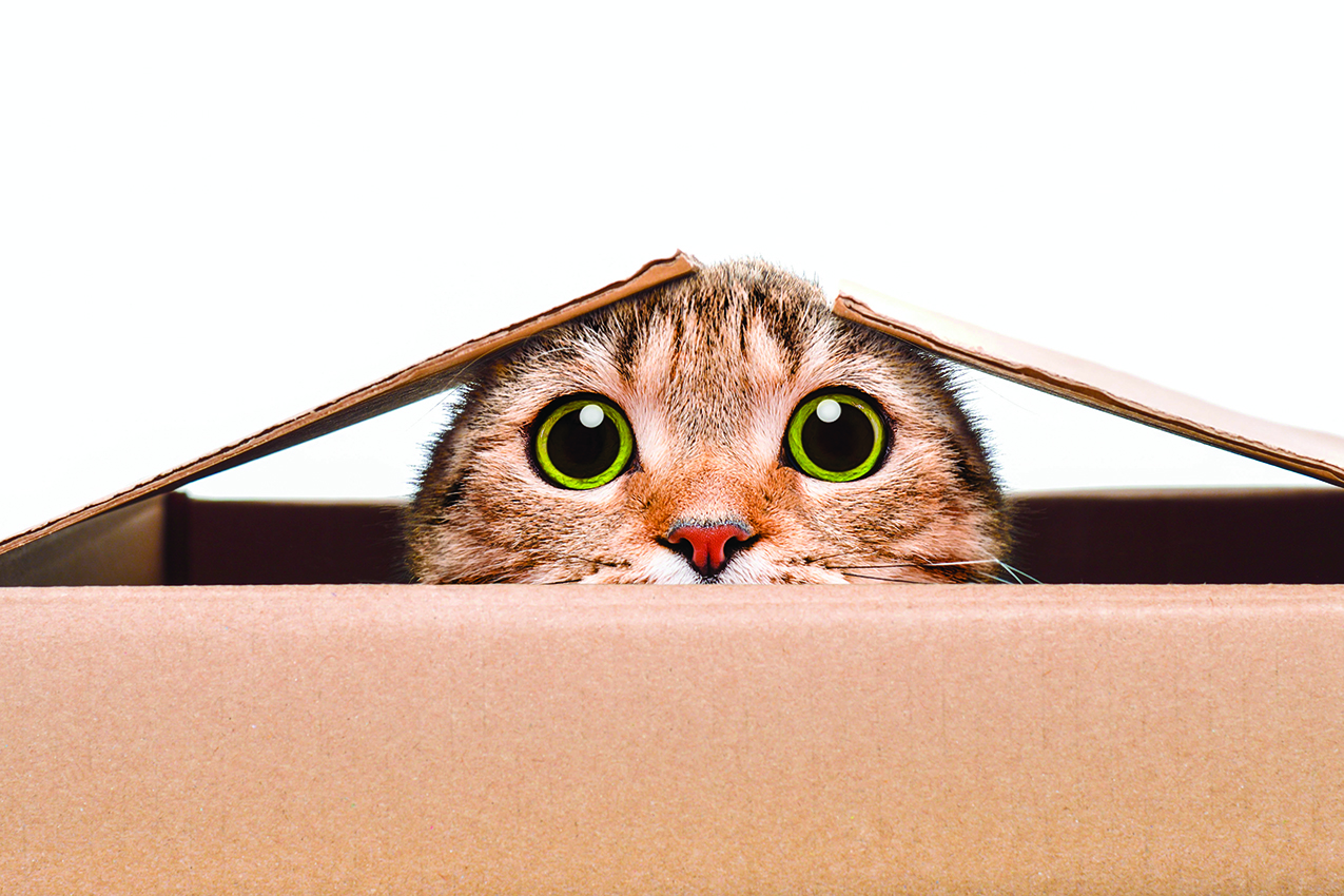 What Do Pets See in Color? - Buffalo Healthy Living Magazine