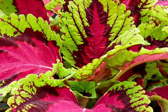 coleus - Buffalo Healthy Living Magazine